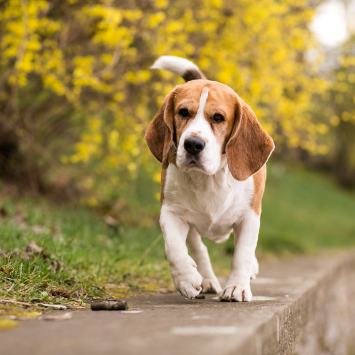 Dog Training Classes – Canine Solutions