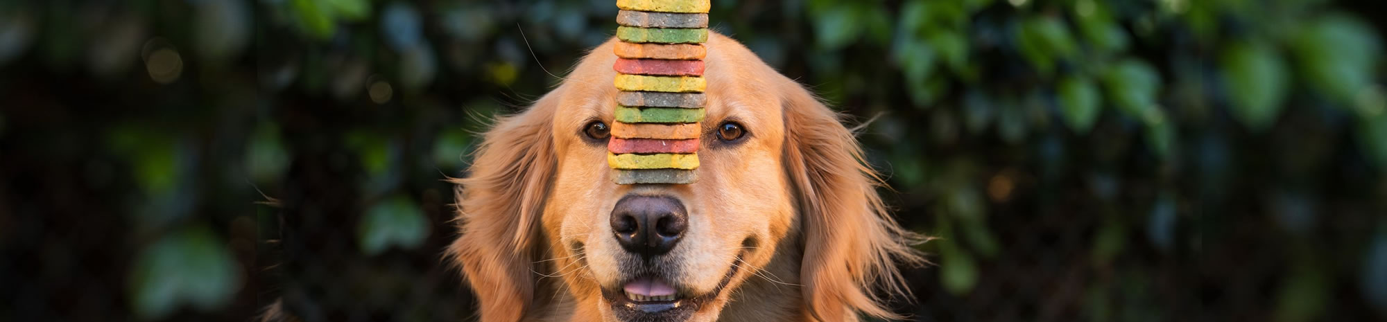 Canine Solutions – The Leaders in all things dog…